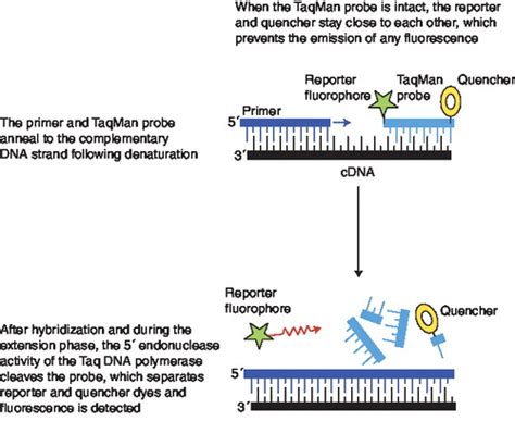 Real Time Pcr Taqman
