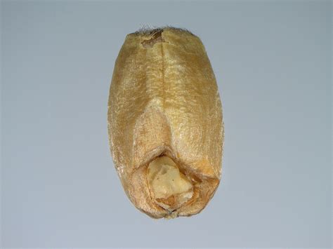 Wheat Grading Factors