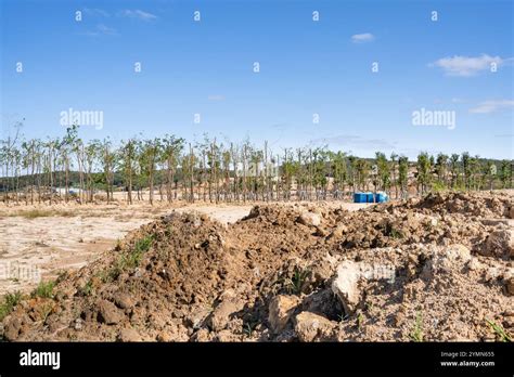 Trees Planted To Prevent Soil Erosion Stock Photo Alamy