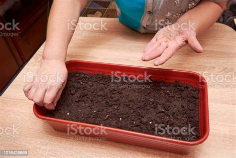 여자의 손으로 묘목을위한 플라스틱 상자 용기에 식물과 꽃의 씨앗 땅에 심기 위해 준비 씨앗 토마토와 후추의 씨앗을 닫습니다