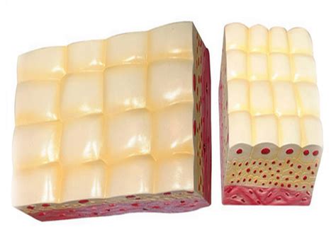 变移上皮组织模型 上海驿佳教学设备有限公司