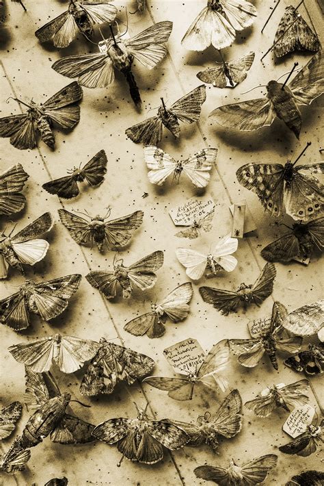 Norman Mcbeath Fatal Attraction Society Of Scottish Artists