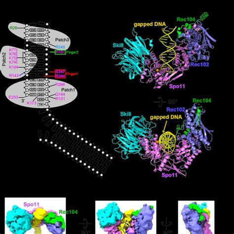 Cryo Em Structure Spo11 Core Complex Bound To Gapped Dna A Gapped Download Scientific