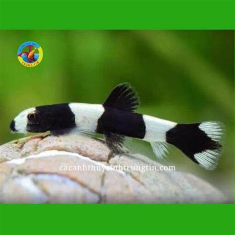 Nuôi Cá Bống Panda Hướng Dẫn Từ A đến Z