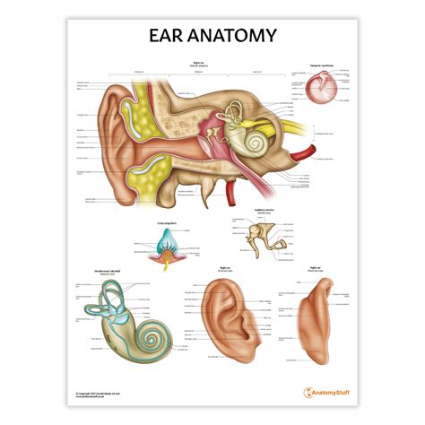 Ear Anatomy Picture Ear Anatomy — Stock Vector © Robertosch