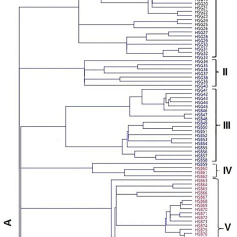 Dendrogram Generated Using Jaccards Coefficient And Upgma Cluster Download Scientific Diagram