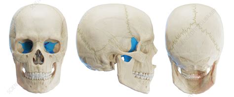 Sphenoid Bone Illustration Stock Image F0385269 Science Photo Library