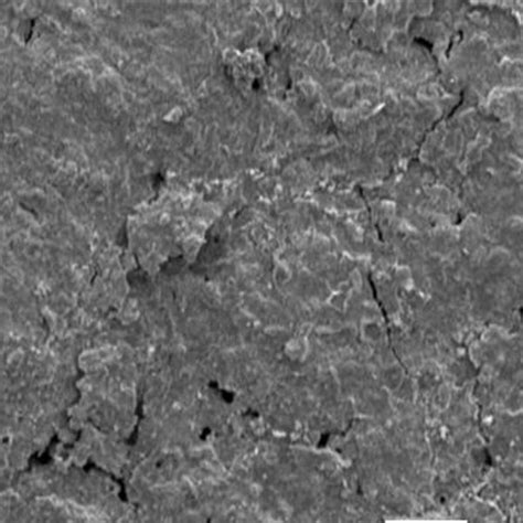 Surface Morphology Of The Ma 754 Sample After 50 H Cyclic Oxidation