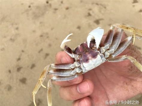 湛江東海島一日游 每日頭條