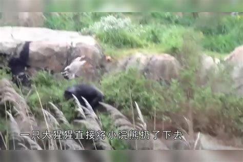 小浣熊被5只大猩猩玩弄就在即将逃离时意外却发生了 小浣熊 大猩猩