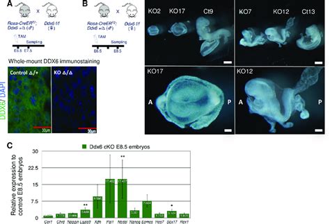 Conditional Knockout Of Ddx6 Quickly Upregulates Expression Of The Bmp