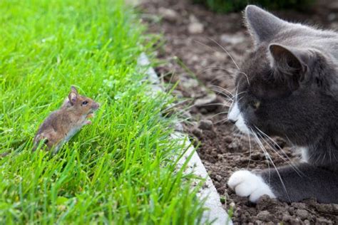 The Perfect Playtime Stimulating Your Cats Inner Hunter Get A Granny