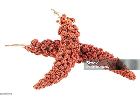 빨간 기장 나뭇 가지가 흰색 배경에 고립되어 있습니다 이탈리아 기장의 가지 수수 당뇨병 환자를 위한 건강식품 먹이기에 대한 스톡 사진 및 기타 이미지 Istock