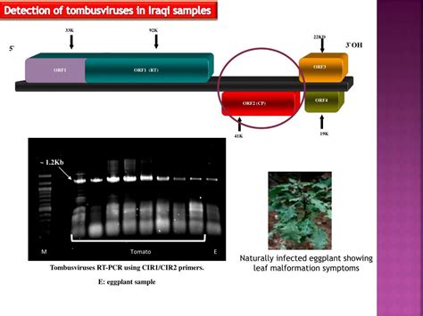 Ppt Molecular Characterization Of Plant Viruses Infecting Potato And Vegetables In Iraq