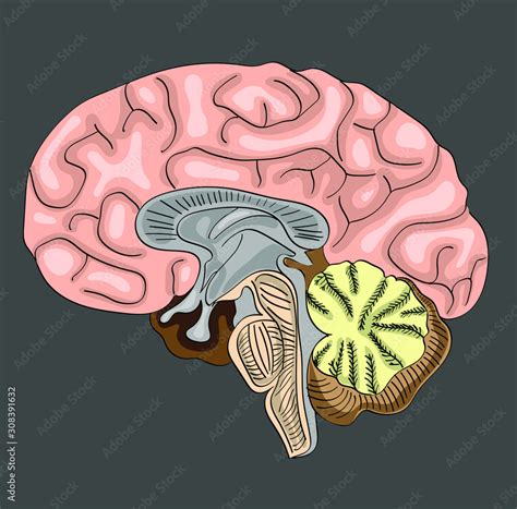 Human Brain Anatomy Diagram 3d Vector Illustration Design Stock Vector