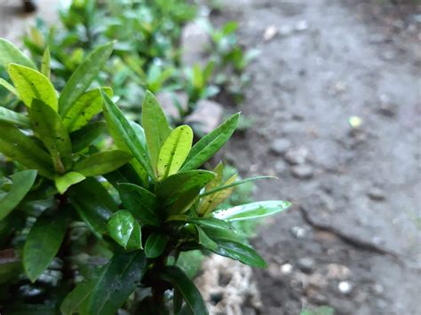 무료 이미지 녹색 관엽 식물 잎 꽃 피는 식물 목초 육상 식물 잔디 관목 4096x3072 Canciochi 1587175 무료 이미지 Pxhere