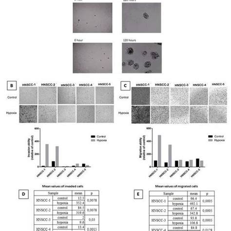 C The Data Show That Hypoxia Leads To An Increase In The Tumorigenic