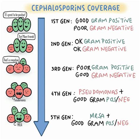 Cephalosporins Video Tıbbi Cephalosporins Video Tıbbi