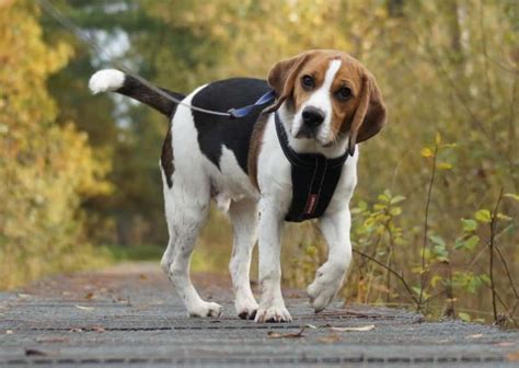 Beagle User Gallery
