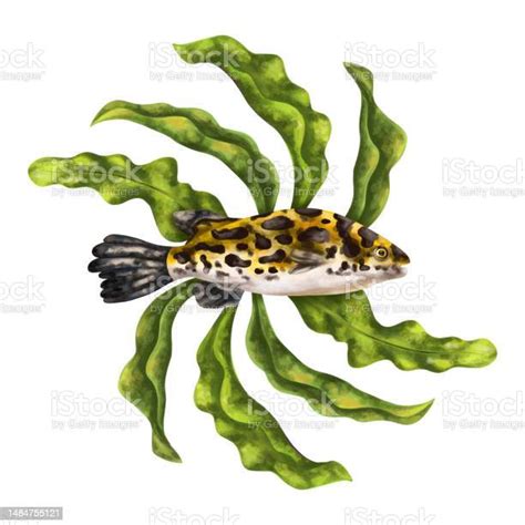 수중 세계가있는 밝은 구성 붉은 산호 해초 열대어 흰색 배경에 디지털 그림입니다 인쇄 스티커 포스터 엽서 인쇄용 구도에 대한 스톡 벡터 아트 및 기타 이미지 Istock