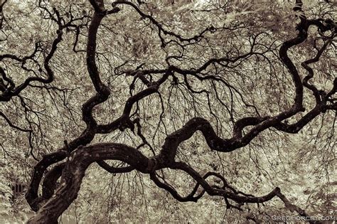 Tree Branch Abstract Flickr Photo Sharing Tree Branches Zine Flickr Inspire Abstract