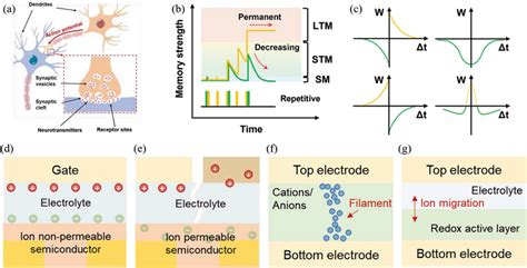From Biological Synapses To Iontronic Neural Devices A G Schematics Download Scientific