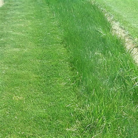 50 Lb Creeping Red Fescue Arnall Grocery