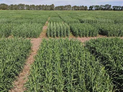 ndsu spring wheat breeding program the roundup