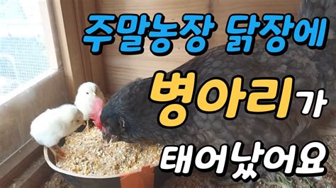 주말농장 텃밭 닭장에 병아리가 태어났어요 암탉이 병아리를 부화 시키는 감동적인 과정을 잔잔한 음악과 함께 정리하였습니다 병아리 부화 병아리 키우기 삐약삐약 병아리 닭