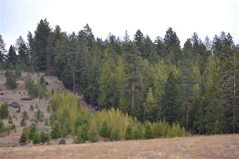 Deciduous Vs Coniferous Key Differences And Characteristics [updated October 2025 ]