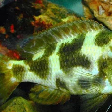 【每日一问】鱼还会“诈死”？ 利氏 小鱼 泥沙