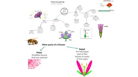 Flower Concept Map By Hope Zuniga On Prezi