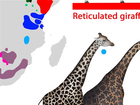 Biology Giraffe Speciationevolution Infographic Teaching Resources