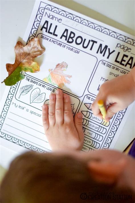 ALL ABOUT MY LEAF SCIENCE ACTIVITY Mrs Jones Creation Station