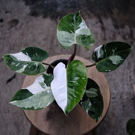 Philodendron White Princess Care Tips And Growing Guide