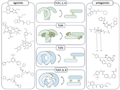 Examples Of Scaffolds Of Small Molecule Modulators Targeting The Lrr Download Scientific
