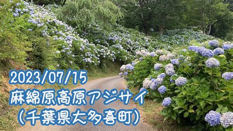 2023 07 15 麻綿原高原アジサイ千葉県大多喜町 YouTube