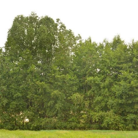 Png Backdrop Trees For Post Sketchup Models Cart Facebook Png Backdrop Trees For Post Sketchup Models Cart Facebook