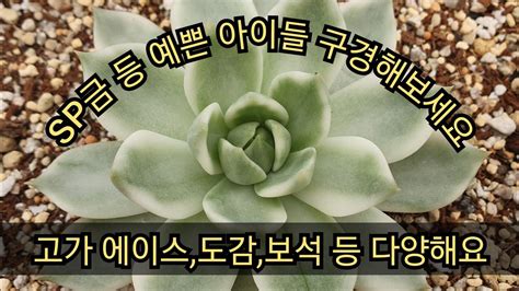 2월 2일 Sp보석도감 등 고가종 아이들 구경해보세요 다육 다육이금 다육이 다육식물 다육이키우기 금다육 금다육이 Youtube