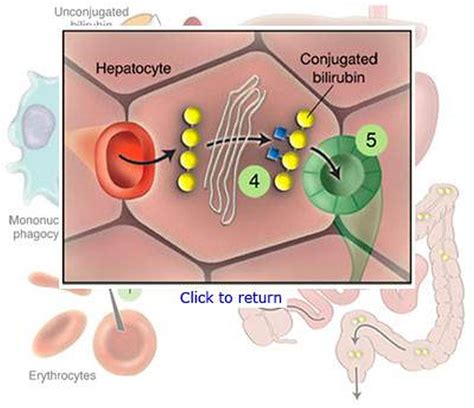 Pictures Of Liver Bilirubin