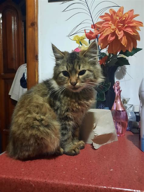 Отдам котёнка девочку 4 месяца в хорошие руки