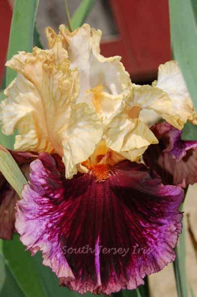 Raspberry Swirl South Jersey Iris