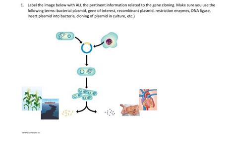 Solved 1 Label The Image Below With All The Pertinent