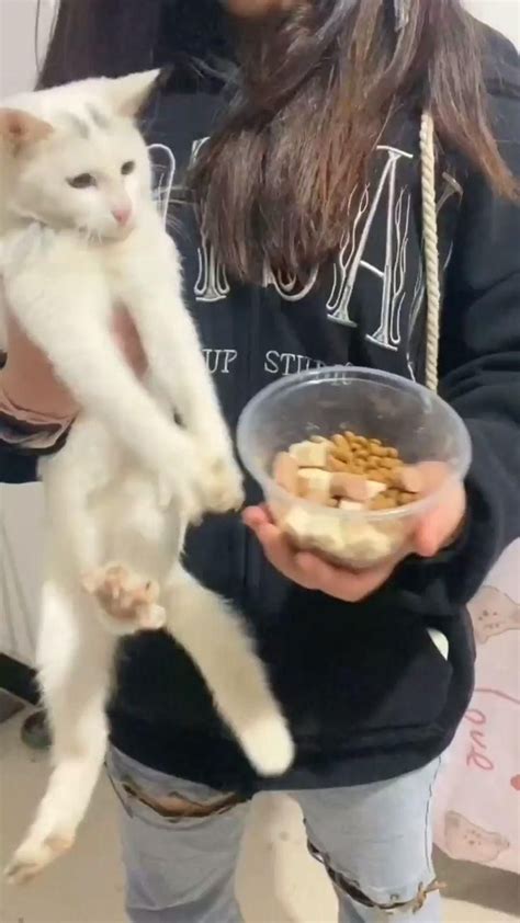 Nom Nom Nom Video Cute Cats And Dogs Funny Cat Videos Funny Animals