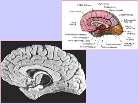 TELENCEPHALIC CORTEX NOMENCLATURE Paleocortex Archicortex Allocortex