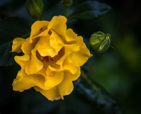 Rose Blossom Bud Free Photo On Pixabay Pixabay