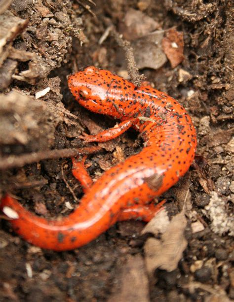 Orange Spotted Salamander