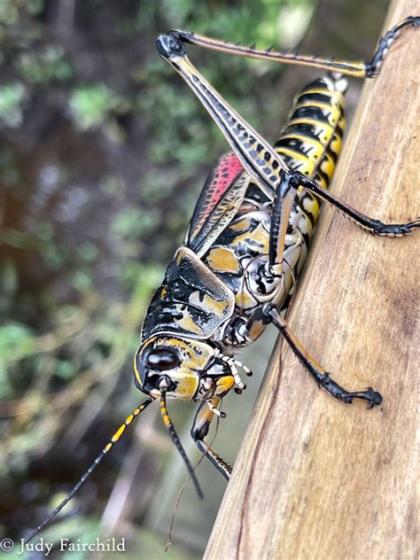 Eastern Lubber Grasshoppers Are Colorful And Flightless Nature Walks