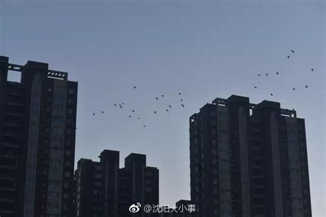 沈阳上空现大量乌鸦