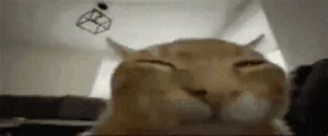 Cat Flip Silly Cat  Cat Flip Silly Cat Cat Meme 发现和分享 